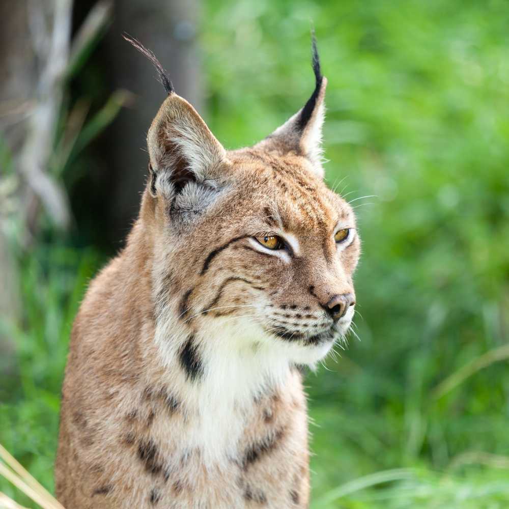 Current legalisation will not allow proposed lynx release, warns sheep ...