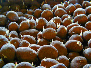 Eyes open on sprout control - FarmingUK News