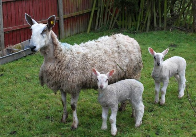 Twenty-three sheep stolen from Devon farm - FarmingUK News