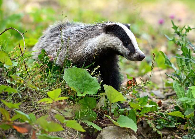 Derbyshire Police Commissioner urges Defra to vaccinate badgers rather ...