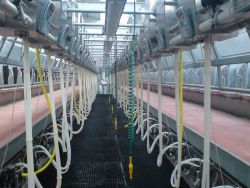 Milking over 300 cows in just 60 minutes - FarmingUK News