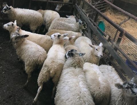 Police hunt the rightful owners of more than 400 stolen animals ...