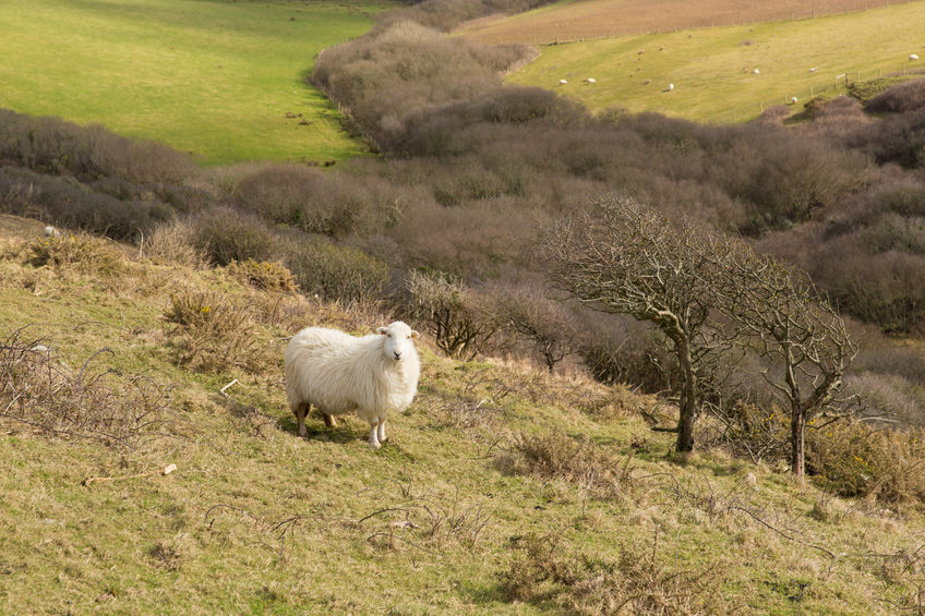 Upland sheep support scheme deadline nears for Scots farmers ...
