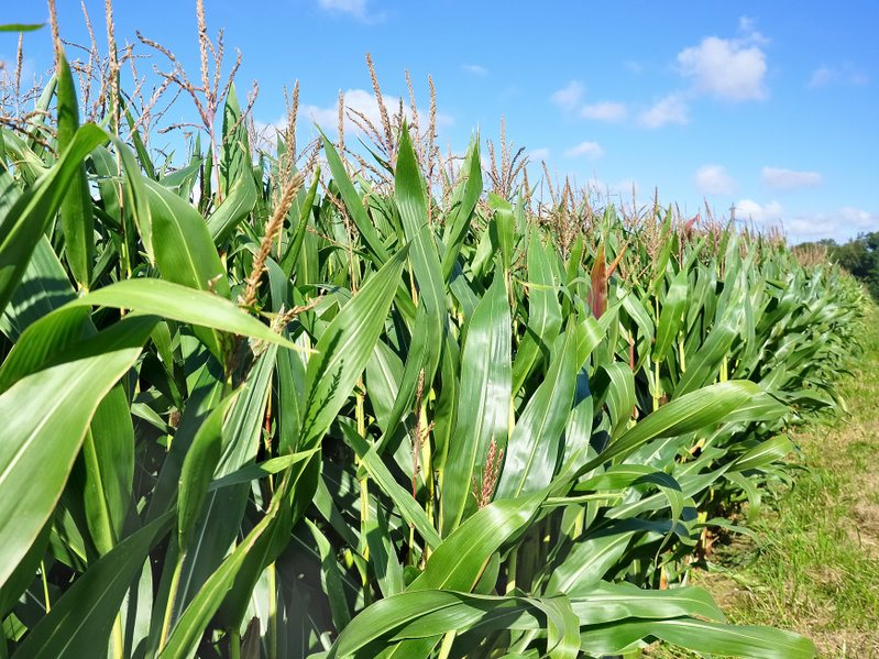 UK Removes US Maize Import Tariffs To Secure Feed Supplies FarmingUK News UK Removes US Maize Import Tariffs To Secure Feed Supplies FarmingUK News