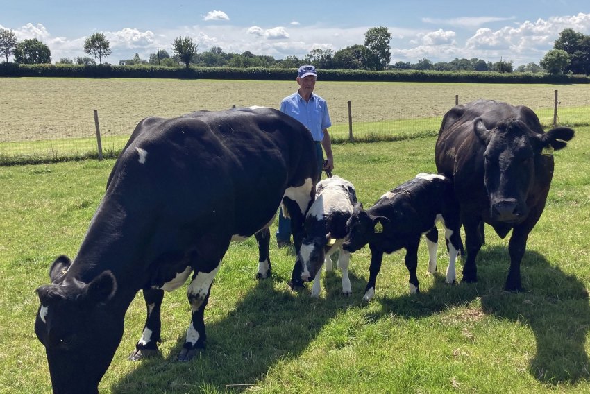 Injured farmer's unique British Blue herd to raise charity funds ...