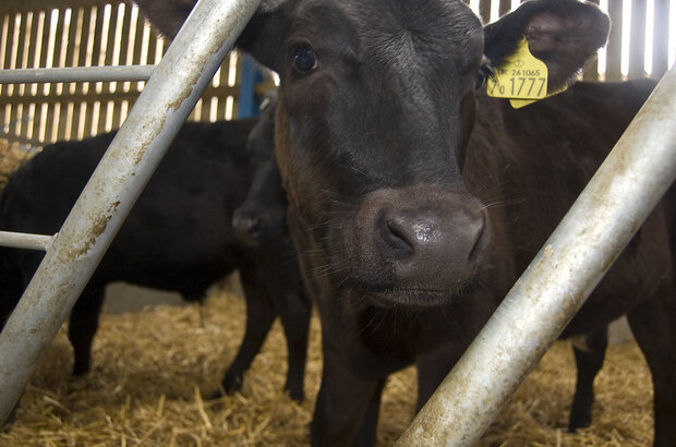 Defra's calf housing welfare grants now open for farmers - FarmingUK News