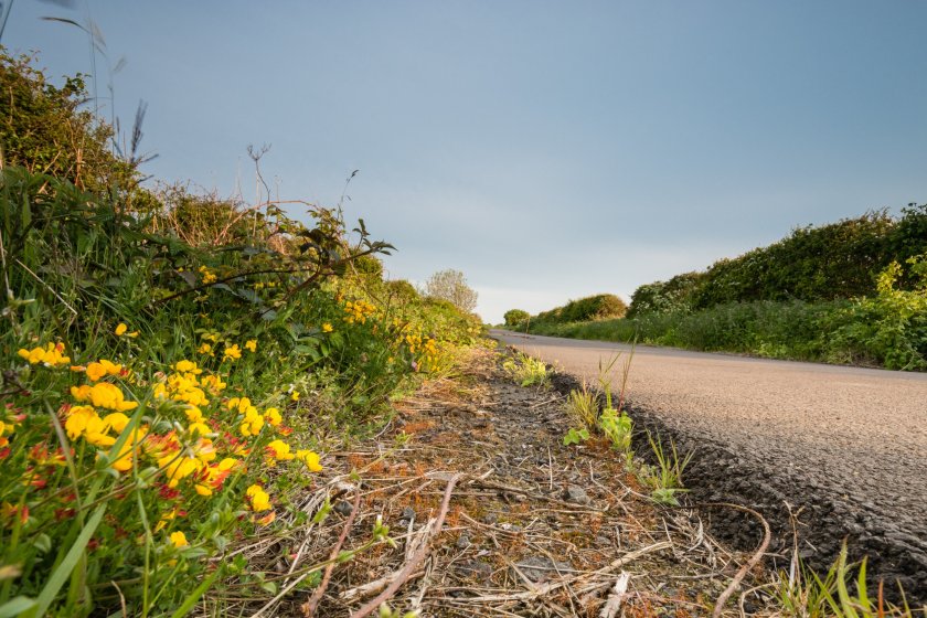 Researchers produce most comprehensive map of hedgerows in England ...